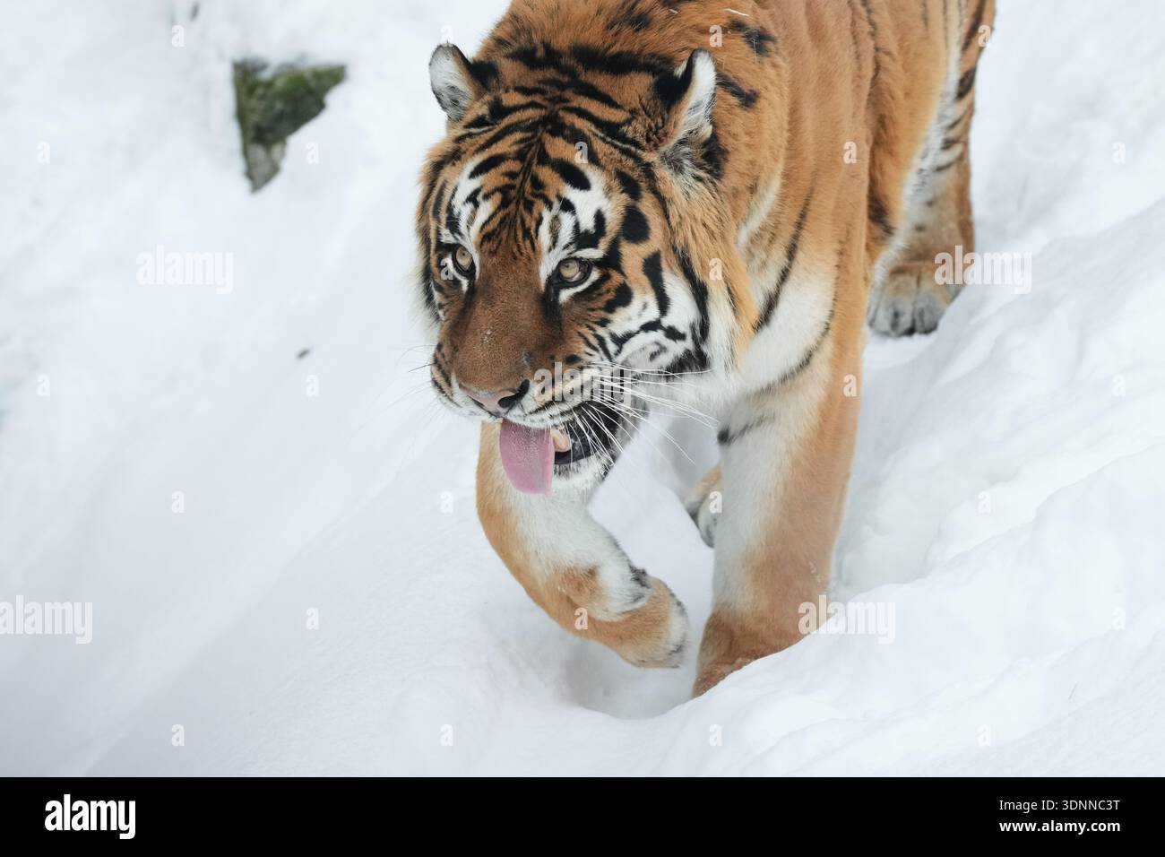A tiger walks in an aviary of Kyiv Zoo, Kyiv, Ukraine, Wednesday, Feb ...