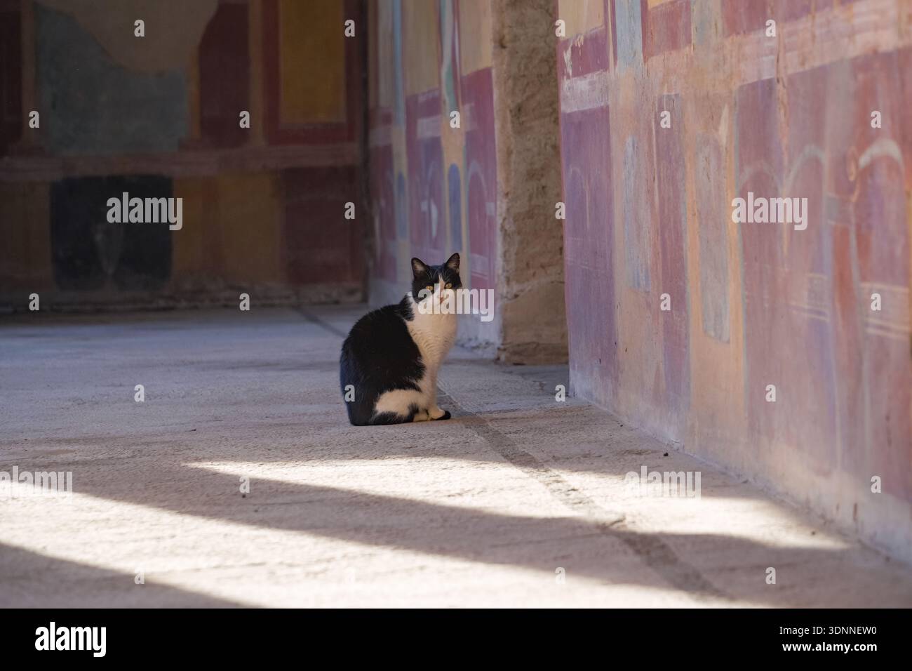 Black and white cat resting in the Pompeii Archaeological Park ruins ...