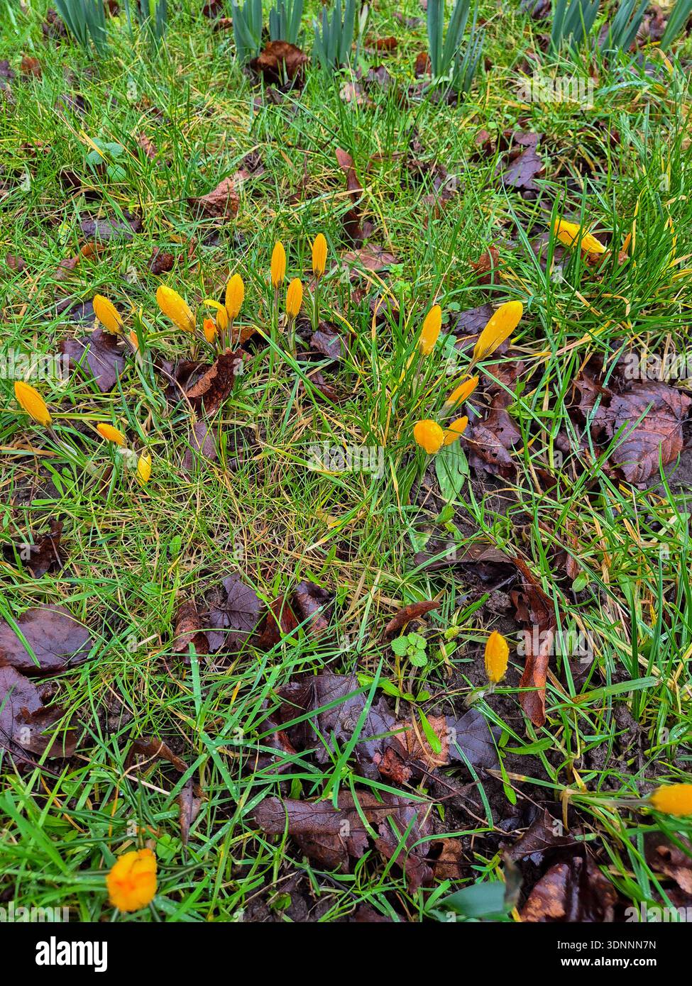 The first appearance of Crocus before Spring 2026 in Nottingham, UK ...