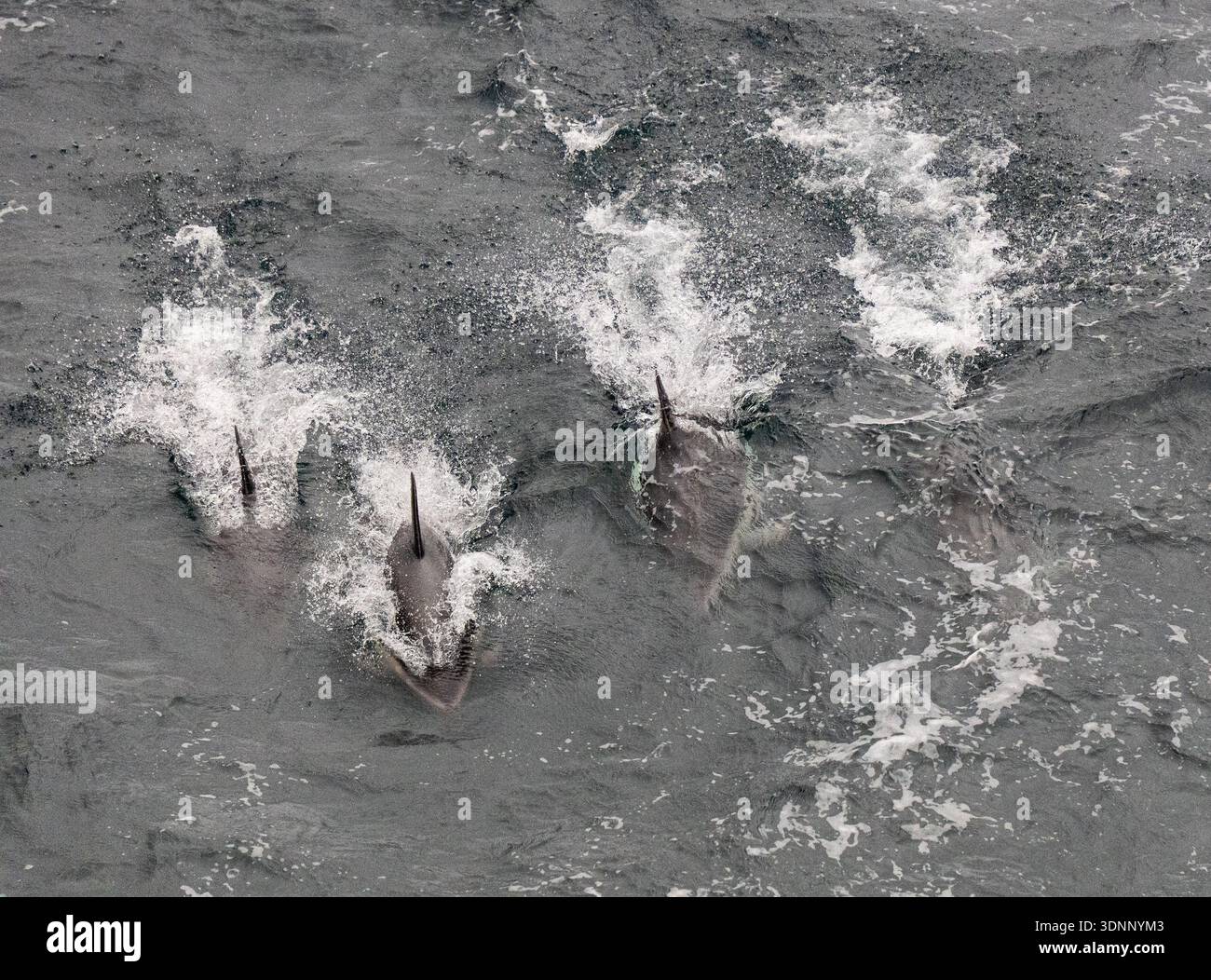 Beagle Channel, Tierra del Fuego, South America, 11th February 2026. A ...