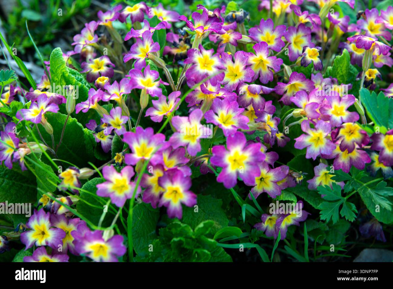 Primula flowers with a vintage appearance, among the earliest to bloom ...