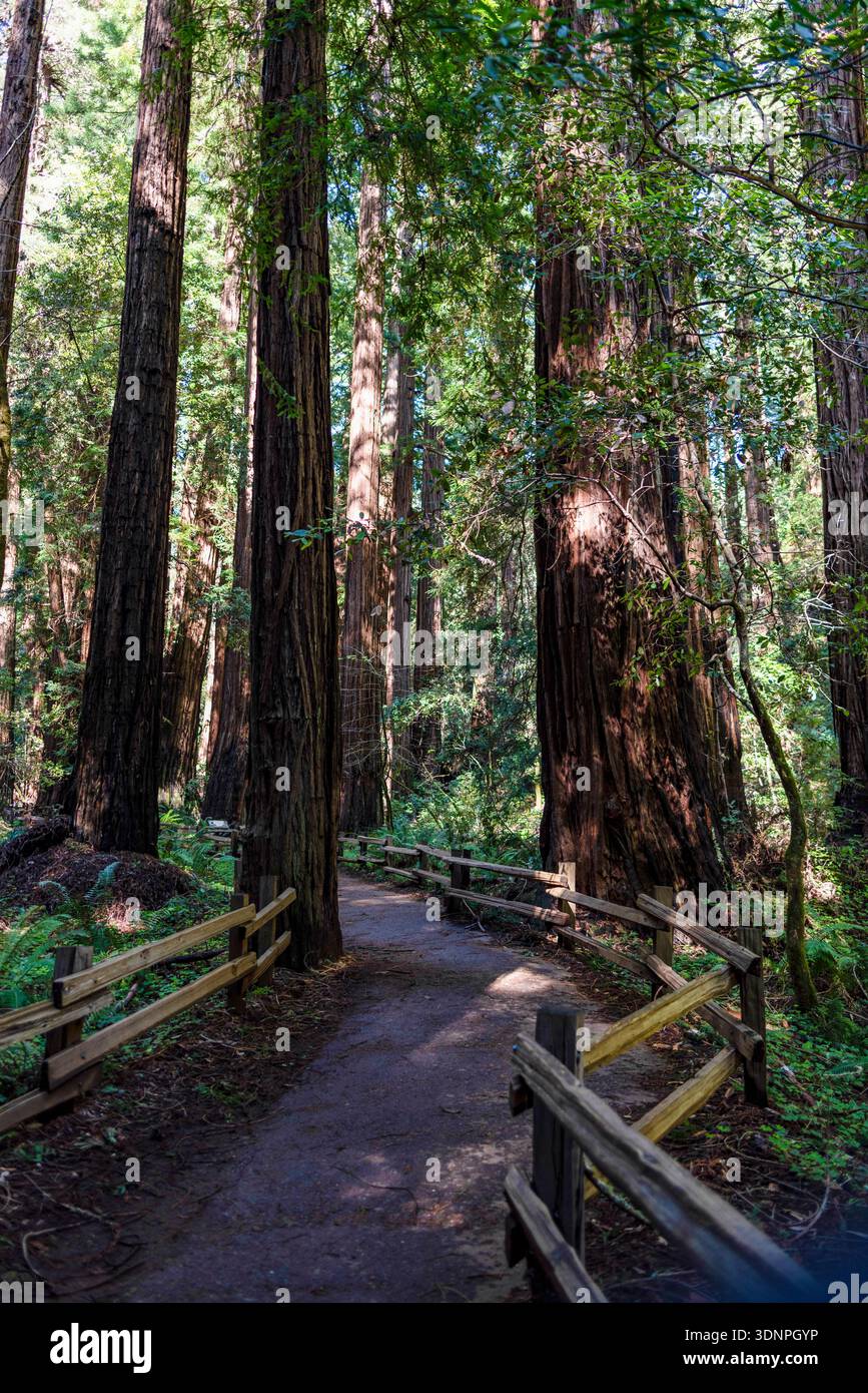 Natural landscape of a redwood grove with a walking trail in Muir Woods ...