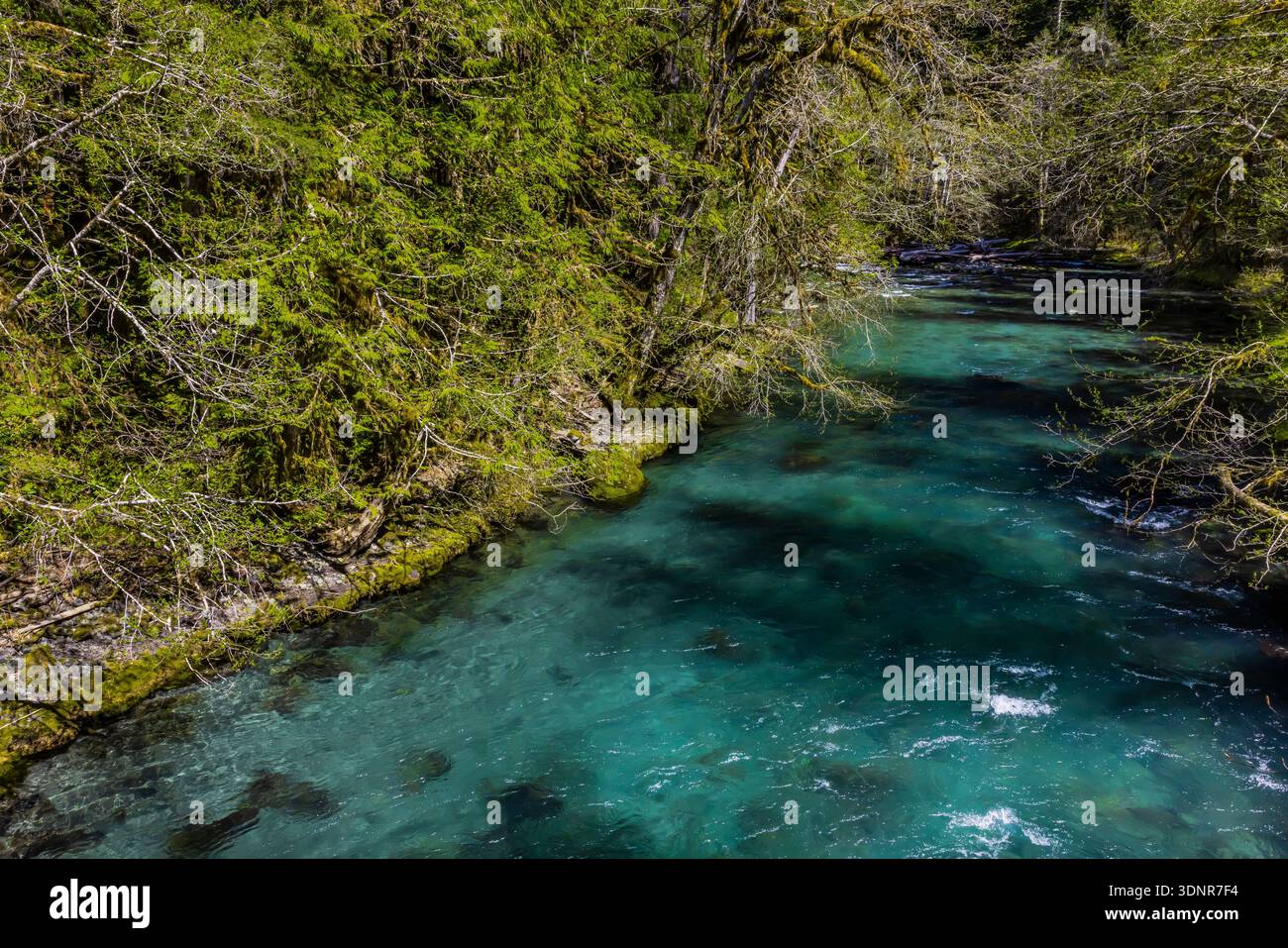 Dosewallips River near the defunct Elkhorn Campground, Olympic National ...