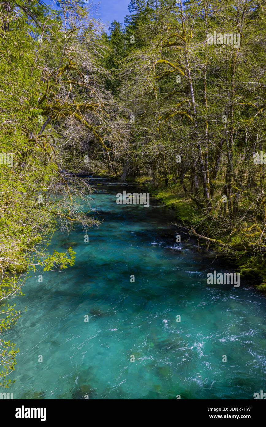Dosewallips River near the defunct Elkhorn Campground, Olympic National ...