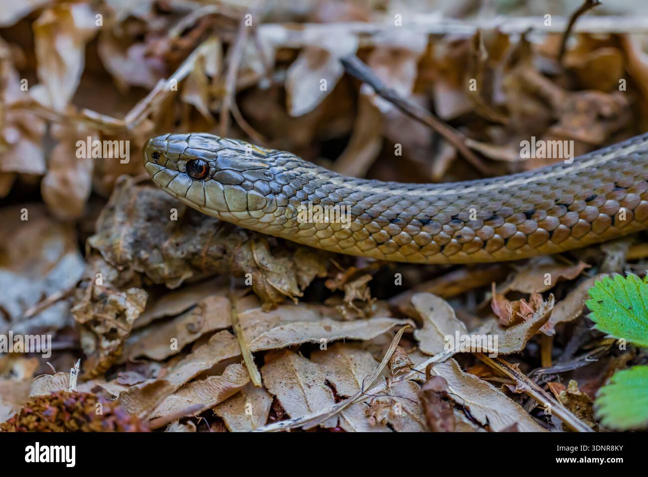 Northwestern Garter Snake, Thamnophis ordinoides, near Dosewallips ...