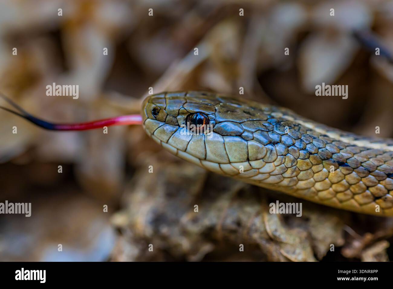 Northwestern Garter Snake, Thamnophis ordinoides, near Dosewallips ...