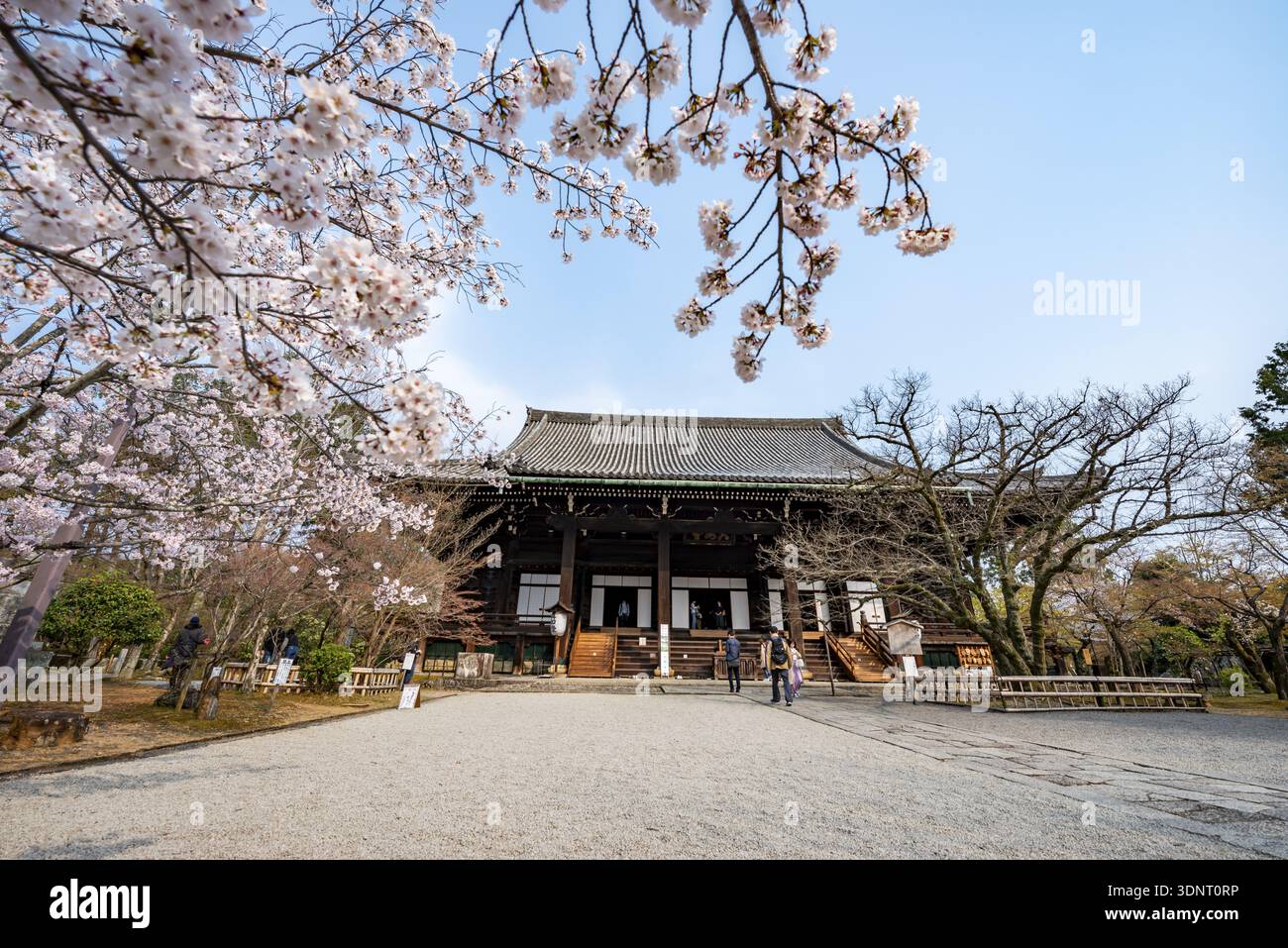Shinsho Gokurakuji or Shinnyo-do temple, Japanese cherry blossom, Kyoto ...