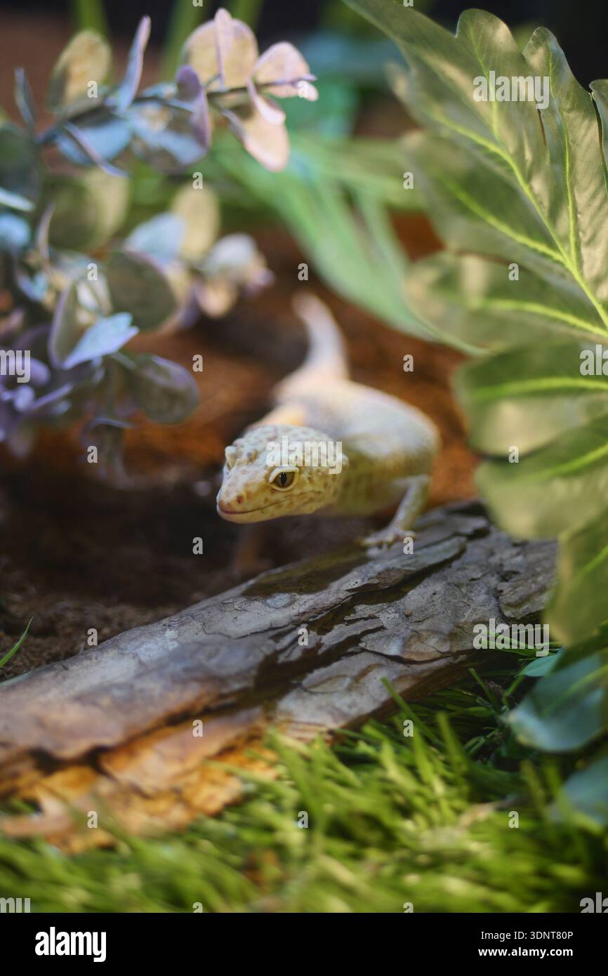 Lizard moves through plants in a terrarium setting Stock Photo - Alamy