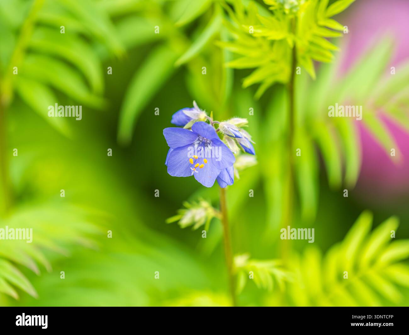Celestial ladder plant hi-res stock photography and images - Alamy