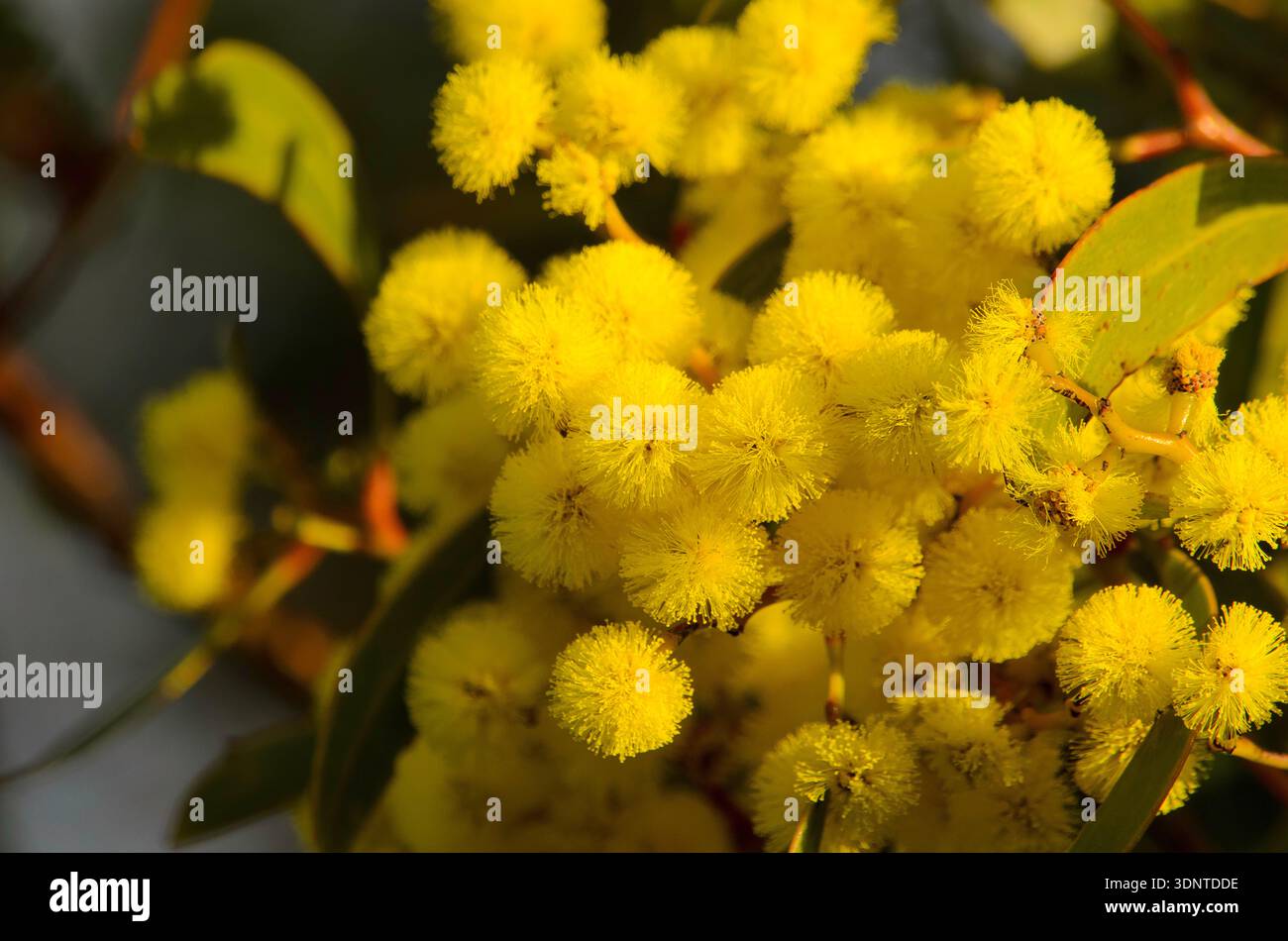 Golden wattle (Acacia pycnantha) bloom, Australia's national floral ...