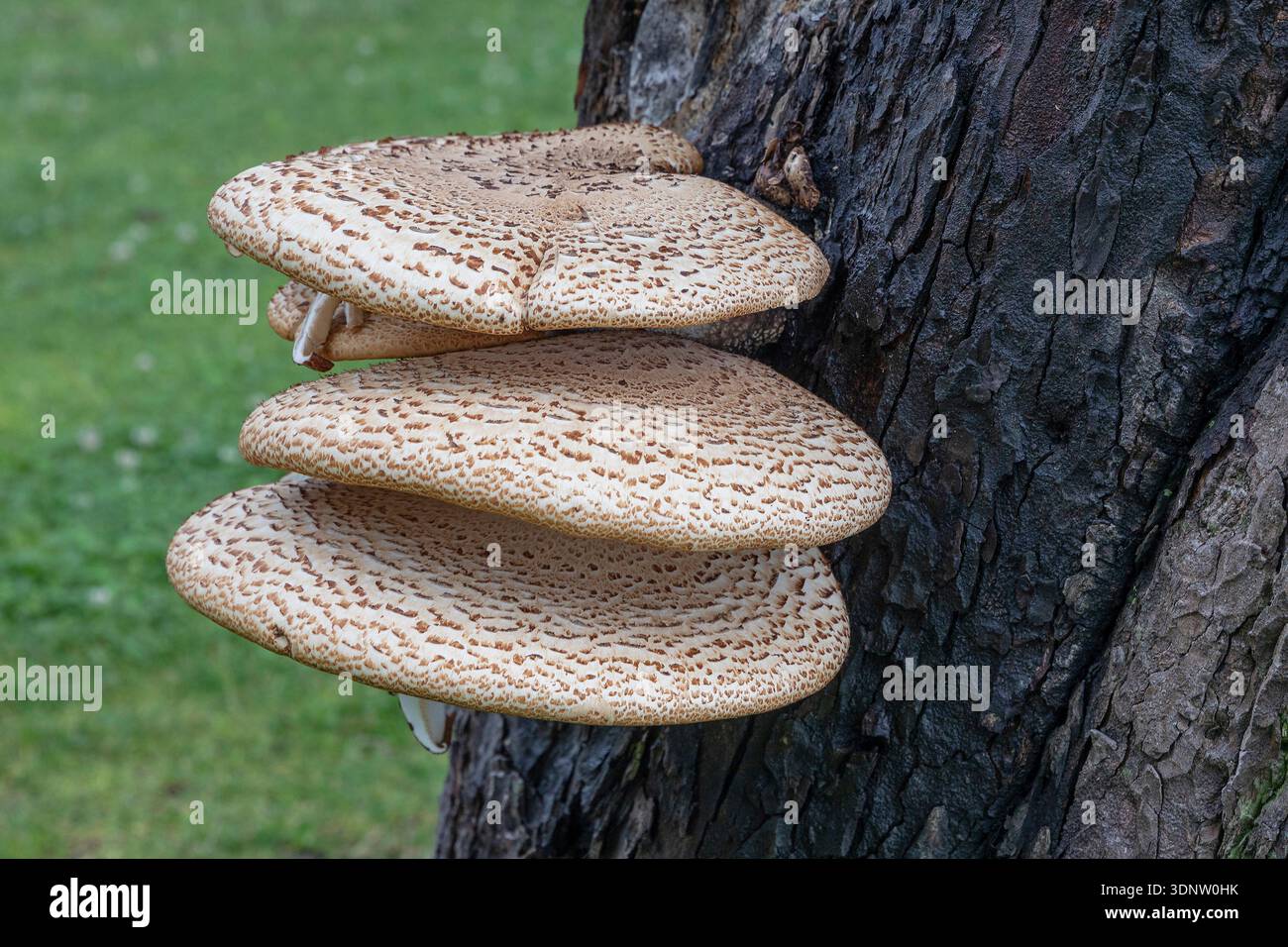 Schuppiger Stielporling, Baumpilz // Scaly Stalk Mushroom, Tree Fungus ...