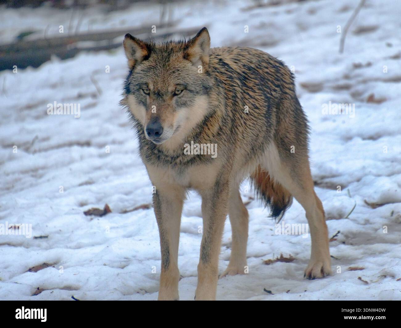 Wolf-Europaeischer Grauwolf in Deutschland in Aktion. Wolf-Grauwolf ...