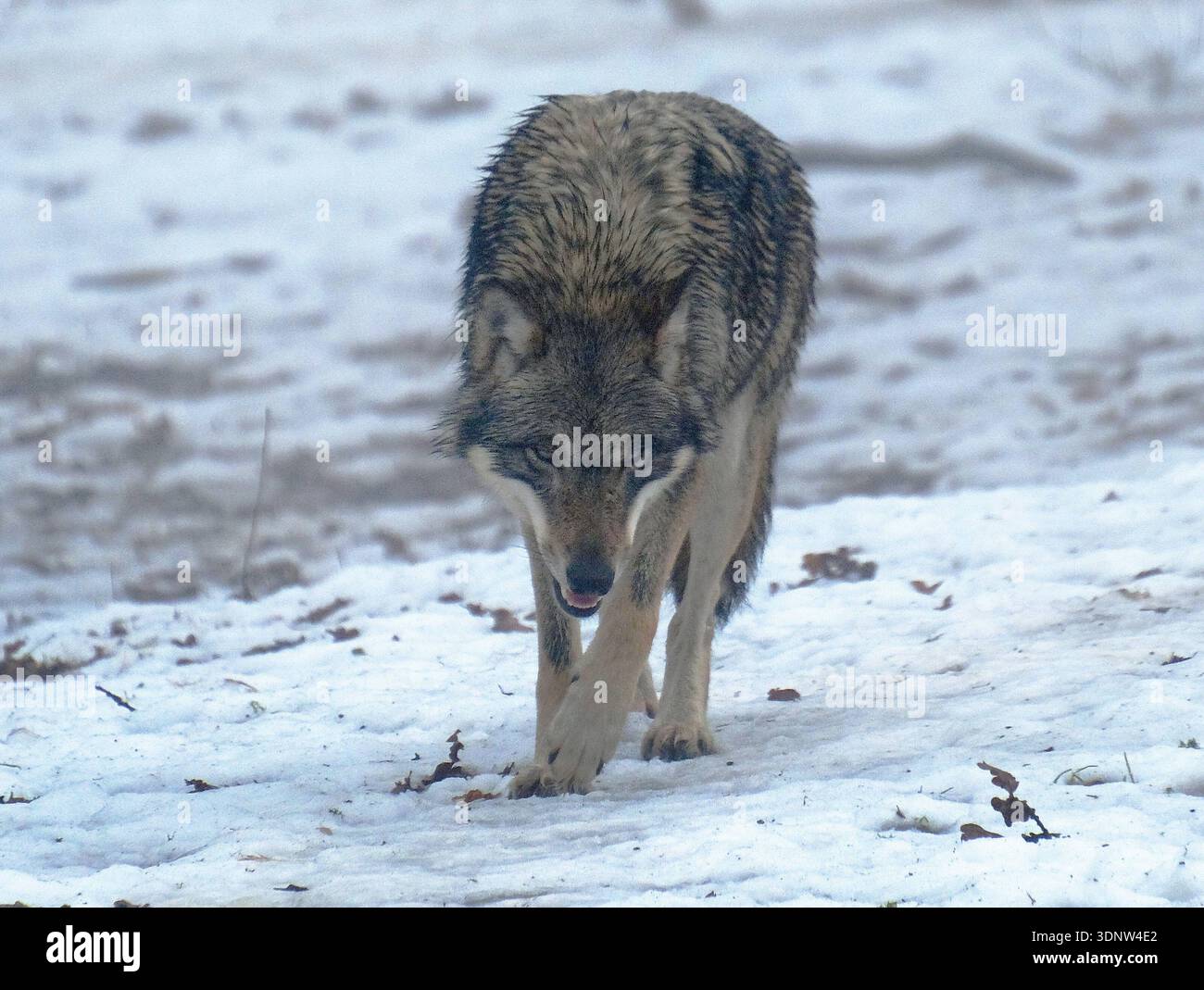 Wolf-Europaeischer Grauwolf in Deutschland in Aktion. Wolf-Grauwolf ...