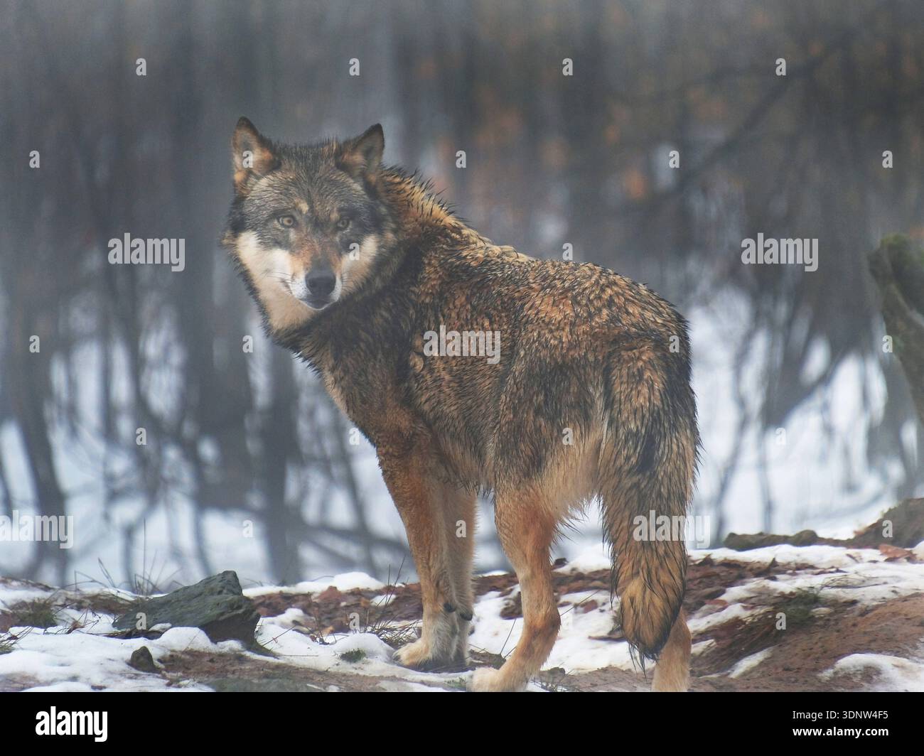 Wolf-Europaeischer Grauwolf in Deutschland in Aktion. Wolf-Grauwolf ...