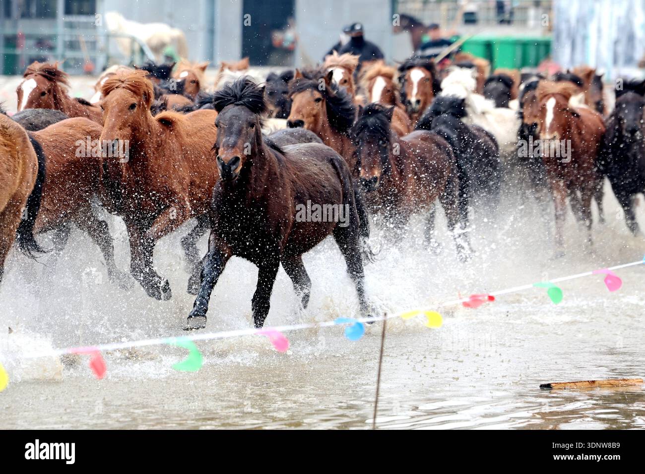 Nantong Forest Safari Park rehearses horse-themed activities for the ...