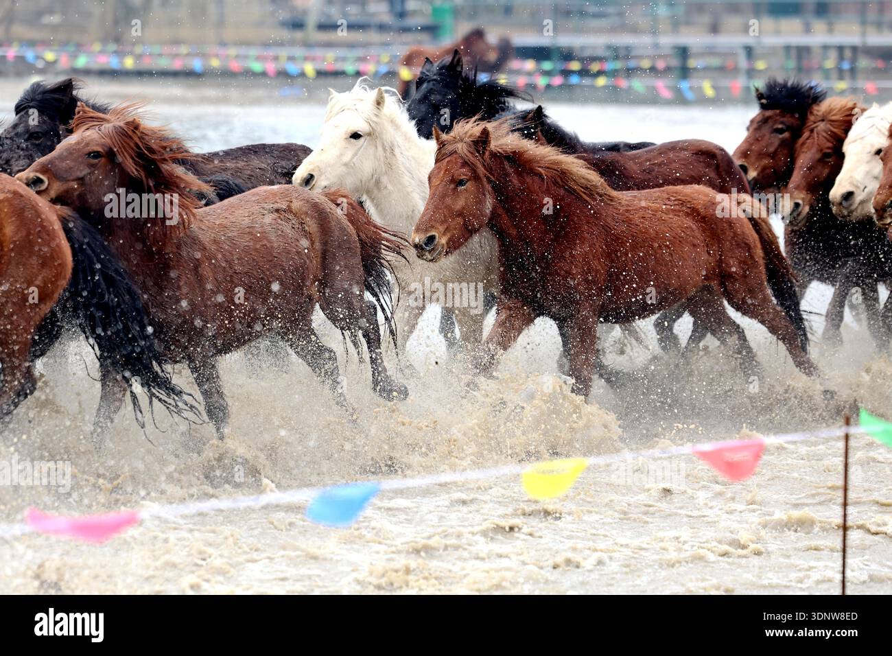 Nantong Forest Safari Park rehearses horse-themed activities for the ...