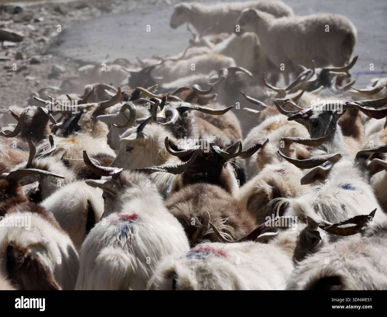 Rural scene ladakh many hi-res stock photography and images - Alamy