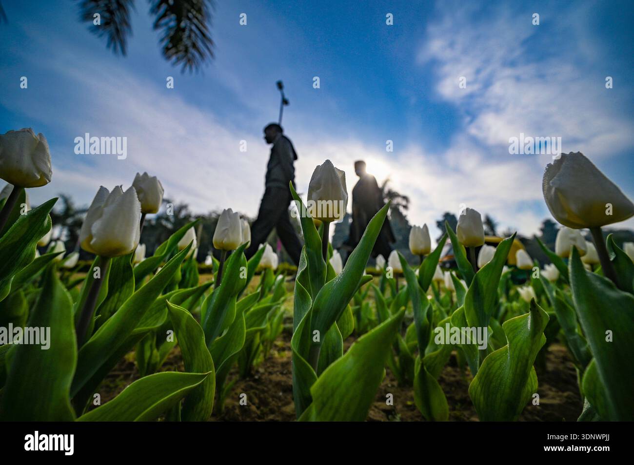 NEW DELHI, INDIA - FEBRUARY 9: Tulip flowers seen in full bloom on a ...