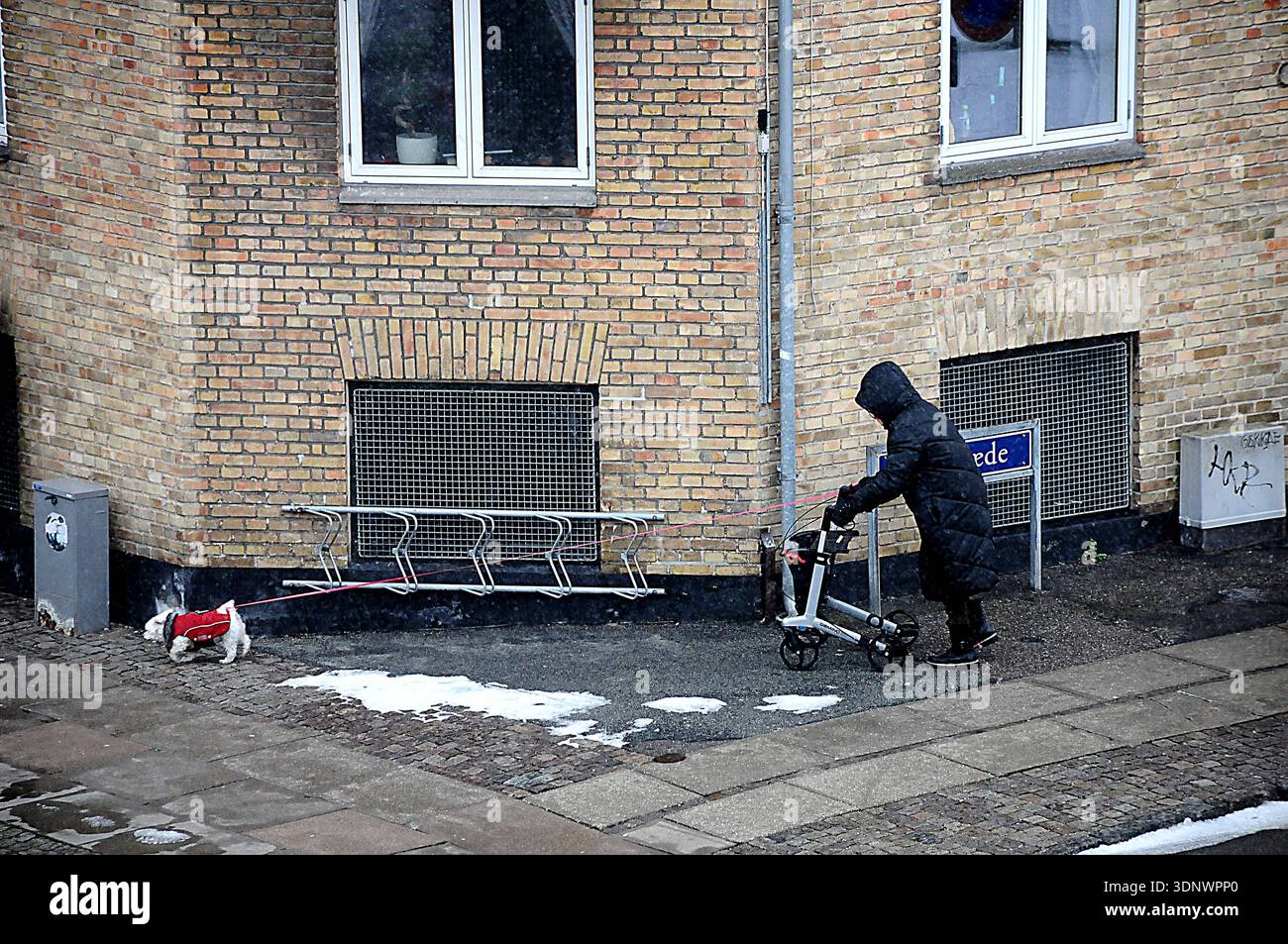 Copenhagen/ Denmark/12 FEBUARY 2026/ Senior citizen walking pets in ...