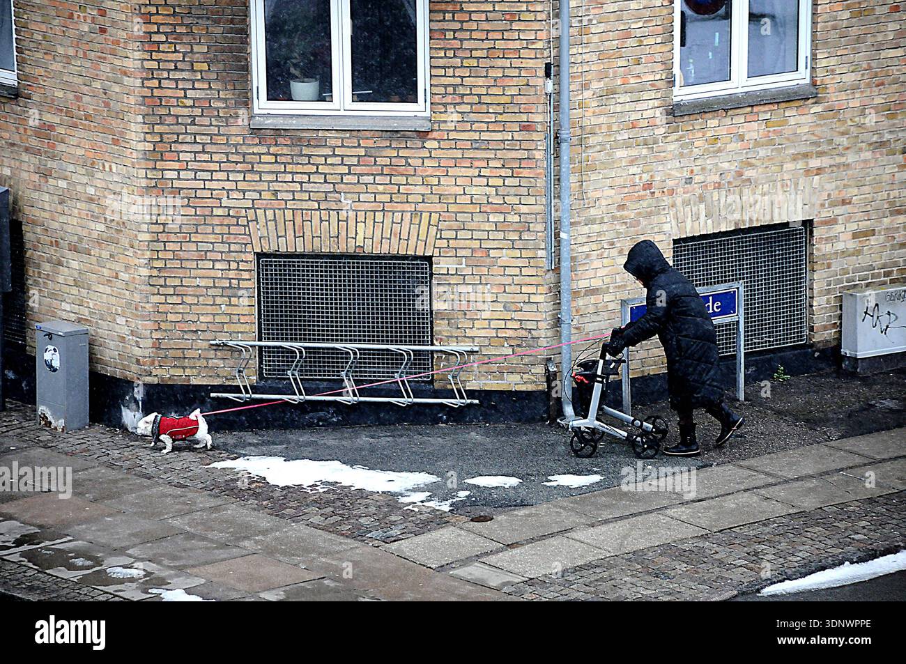 Copenhagen/ Denmark/12 FEBUARY 2026/ Senior citizen walking pets in ...