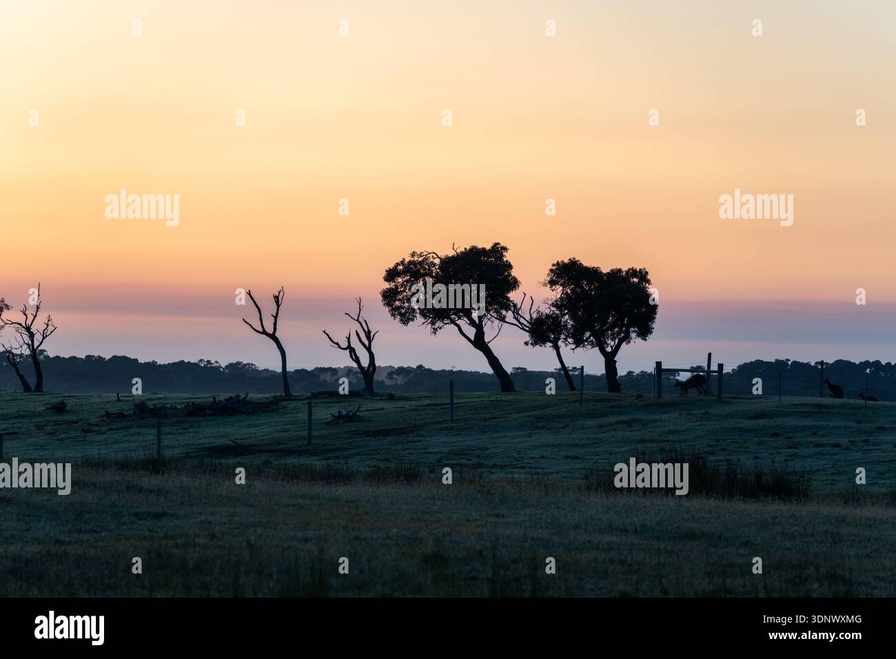 A peaceful Australian sunrise scene featuring silhouetted trees and ...
