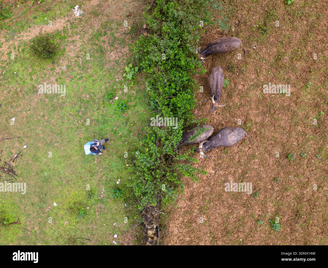 Aerial view of a person walking near grazing water buffalo in a rural ...