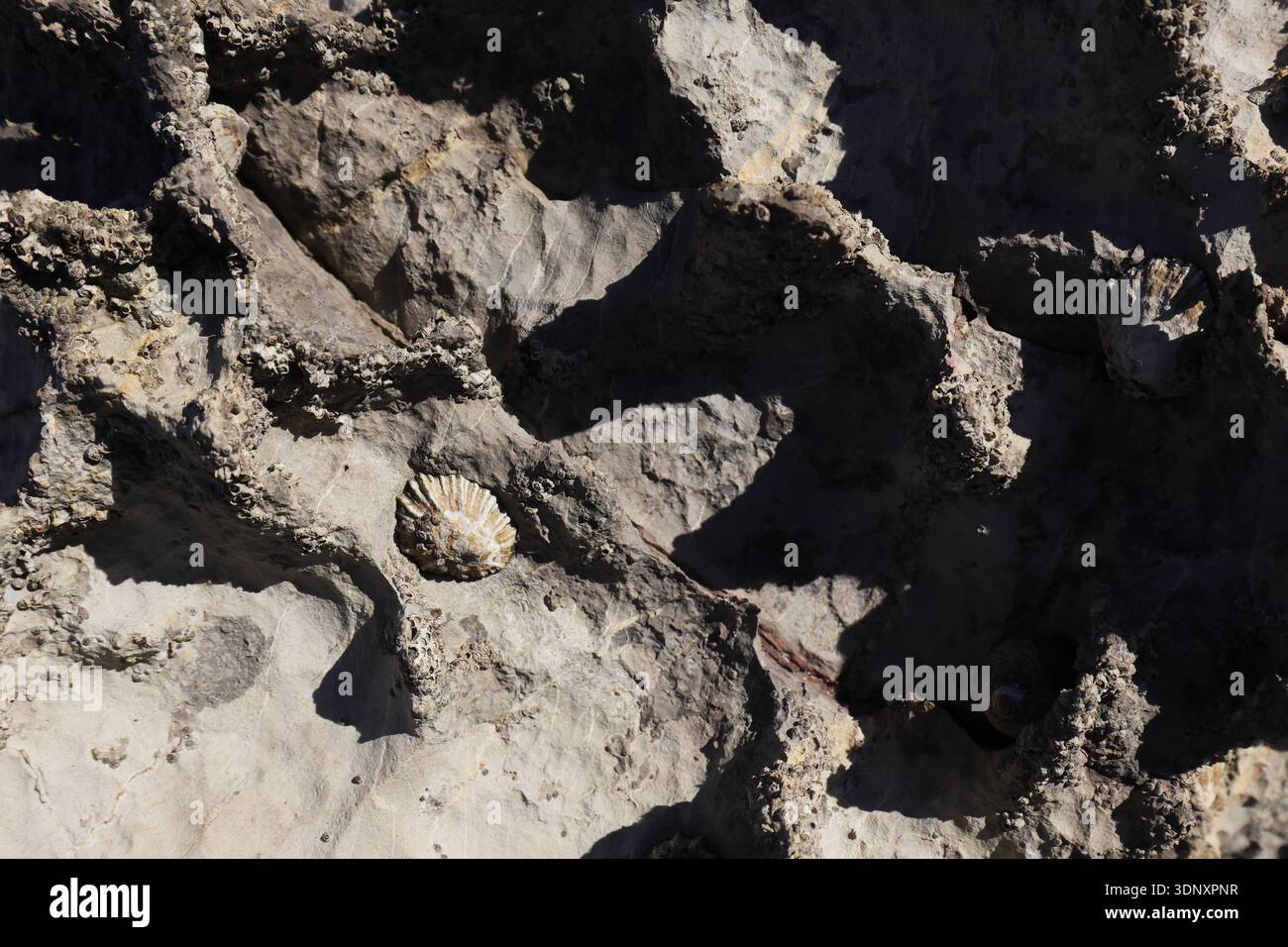 Intricate marine fossils hi-res stock photography and images - Alamy