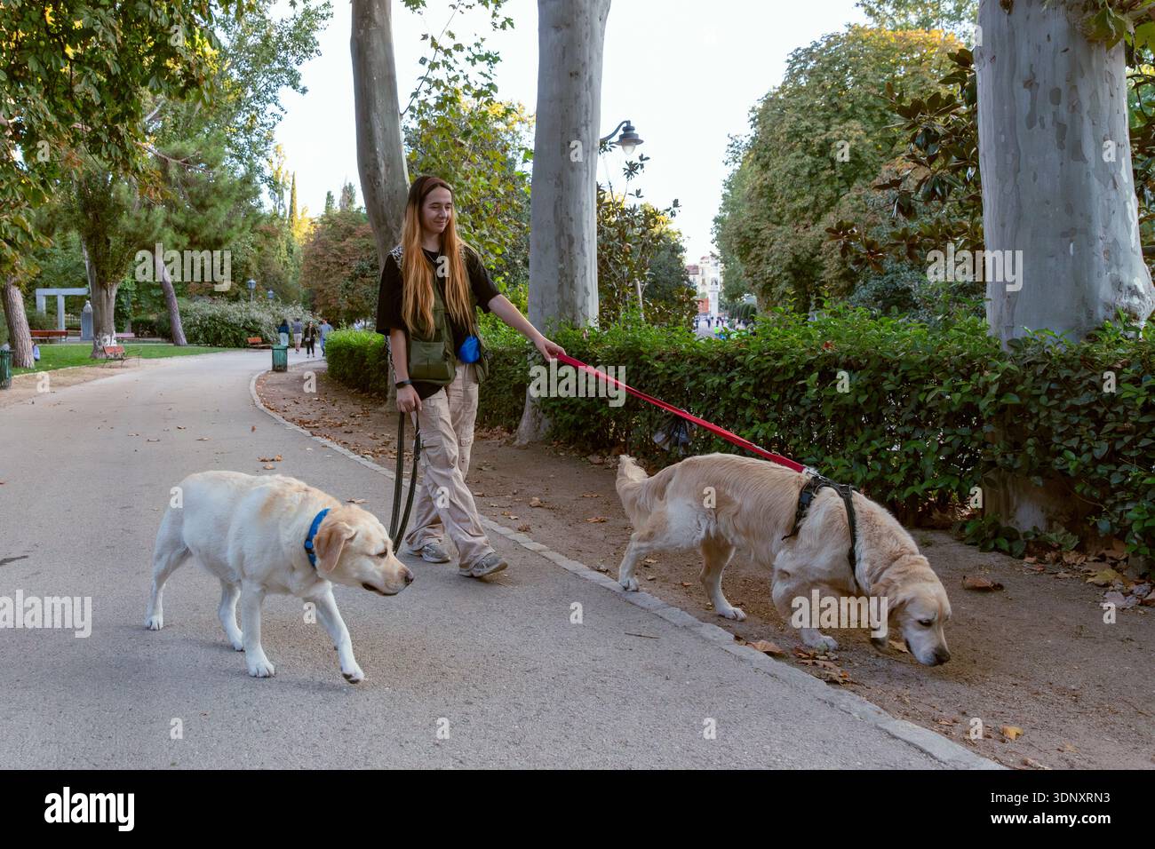 A professional dog walker and trainer is walking two well-behaved dogs ...