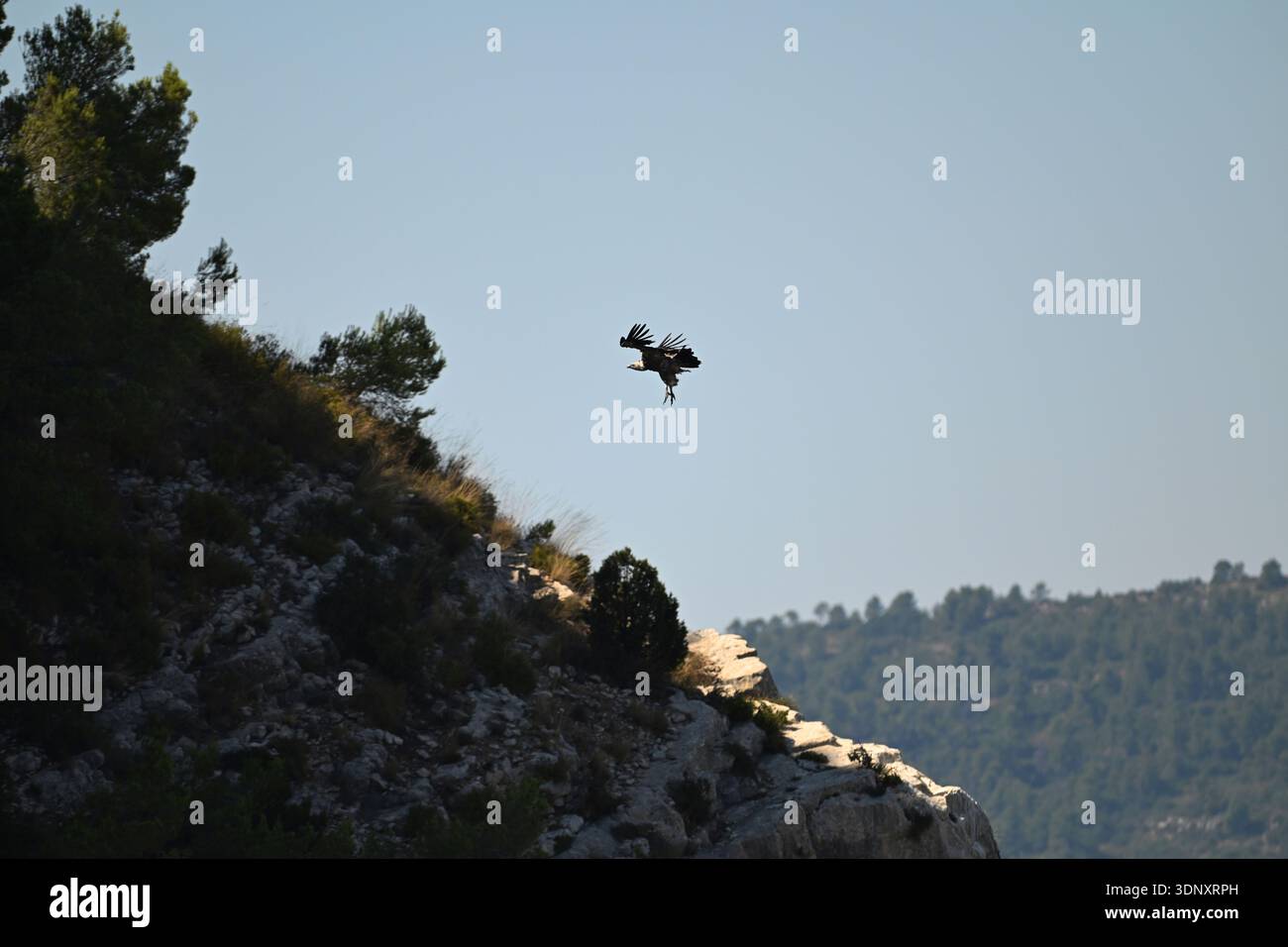 A majestic griffon vulture soars gracefully over rugged rocky terrain ...