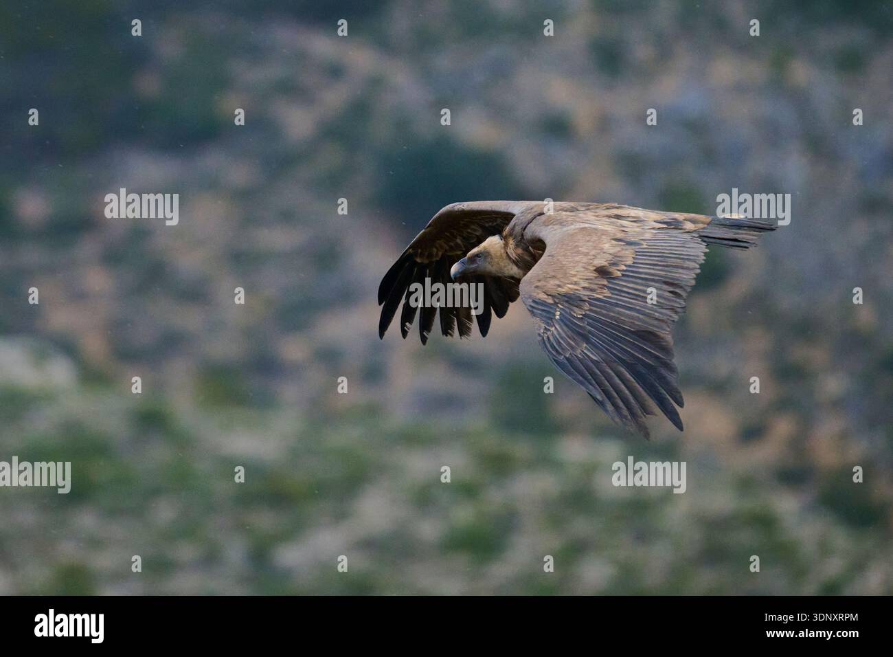 A majestic griffon vulture soars gracefully against a blurred ...