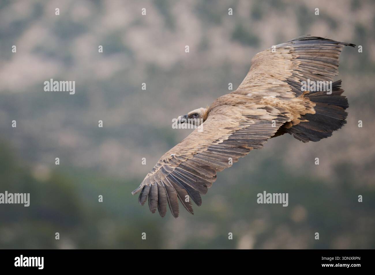 A griffon vulture majestically soars through the sky, showcasing its ...