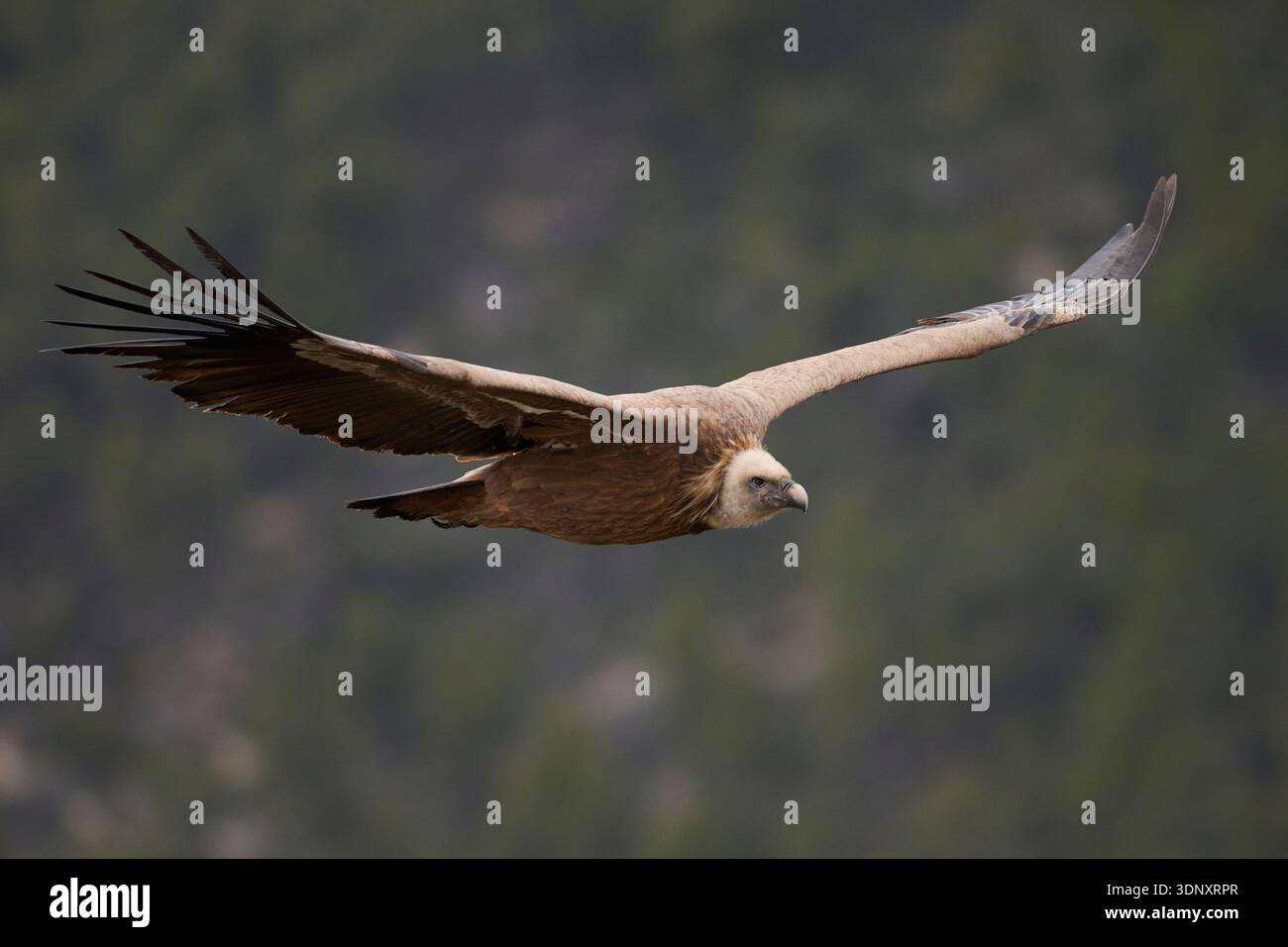 A griffon vulture soars gracefully in the sky, showcasing its ...