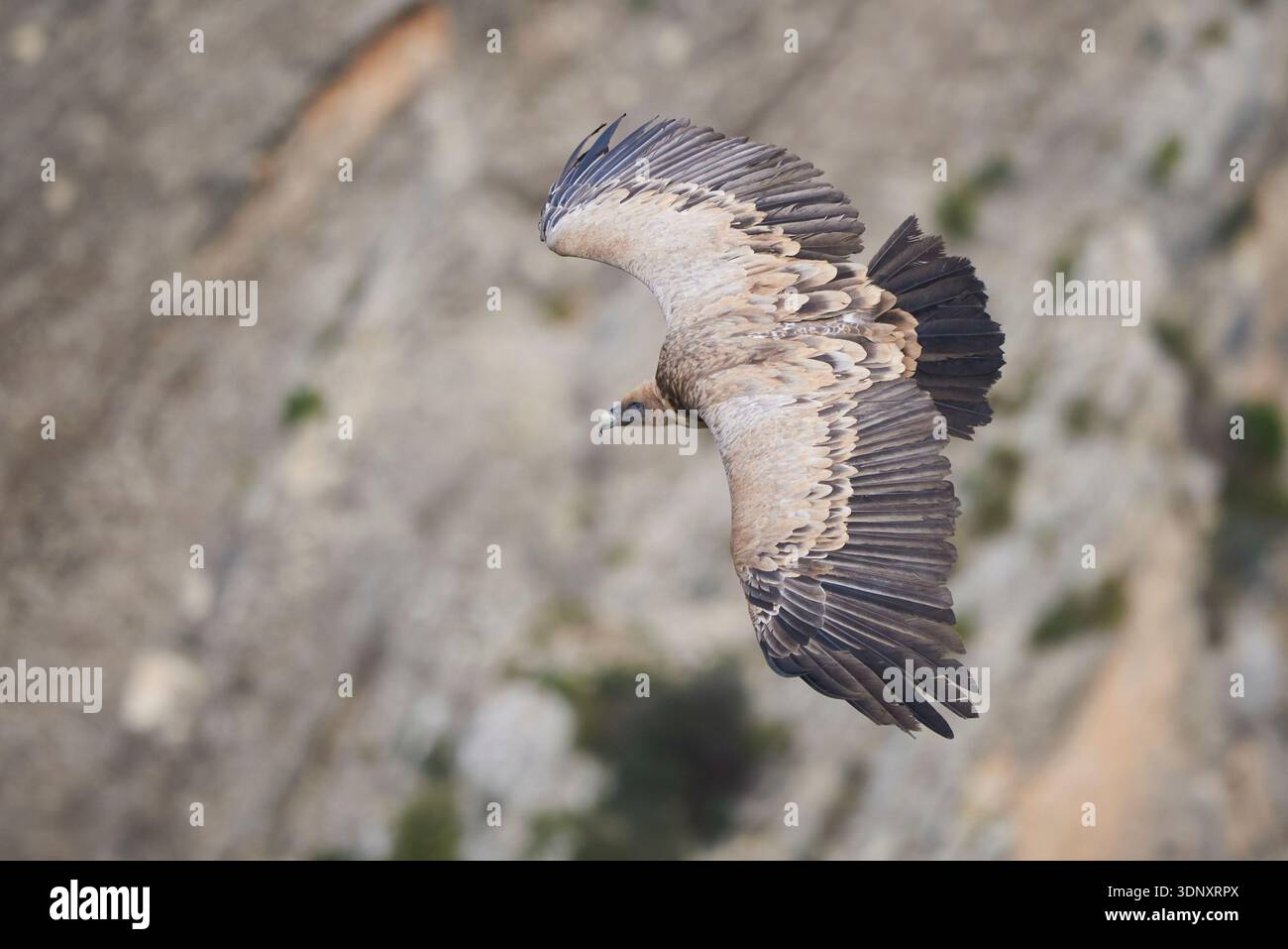 A stunning griffon vulture soars gracefully over a rugged rocky ...