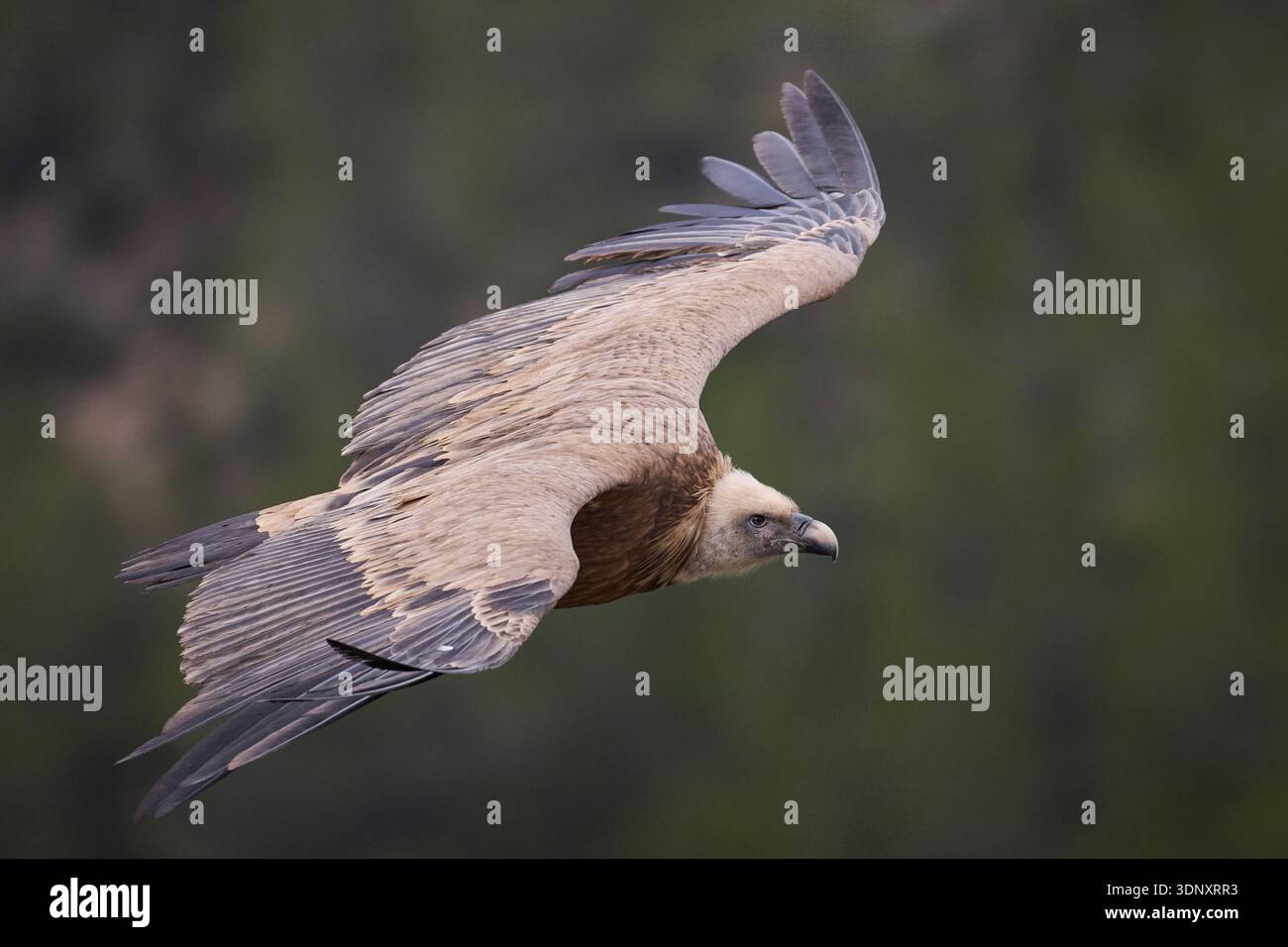 A majestic griffon vulture gracefully soars through the sky, showcasing ...