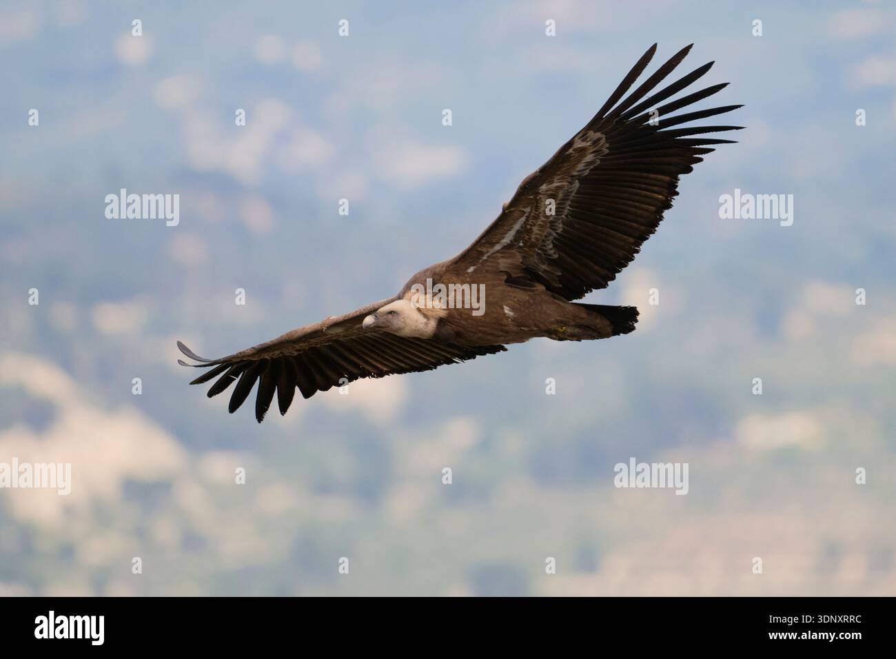 A griffon vulture soars gracefully showcasing its expansive wingspan ...