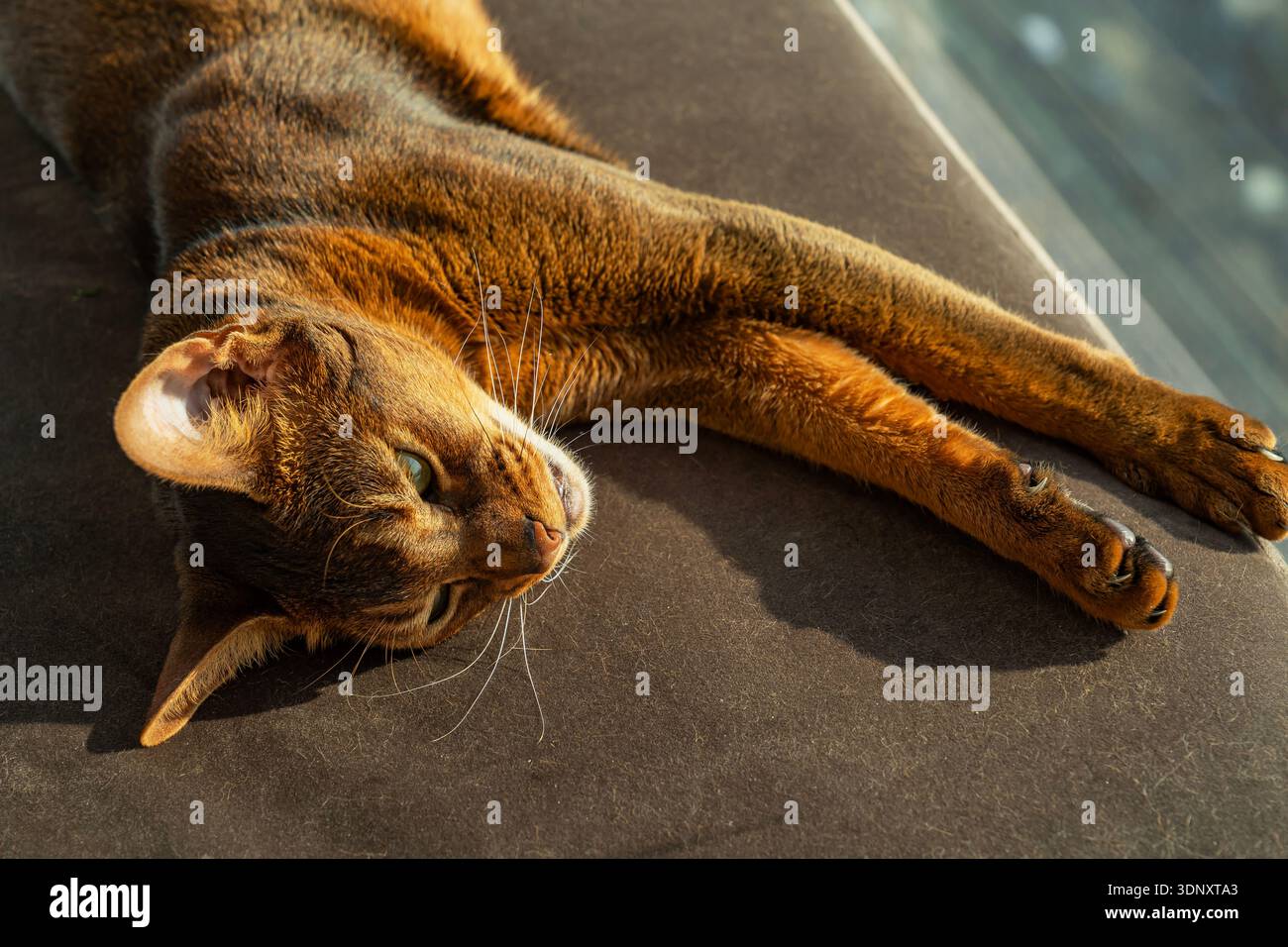 An Abyssinian cat enjoys a sunny spot at home, lounging comfortably and ...
