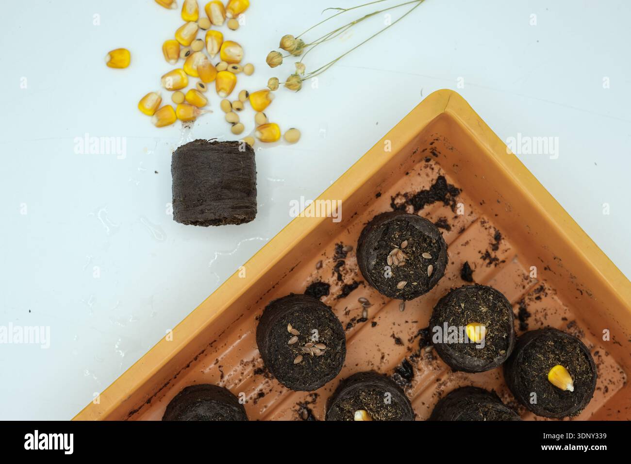 Wet, swollen peat tablets, compressed compost pellets for germinating ...