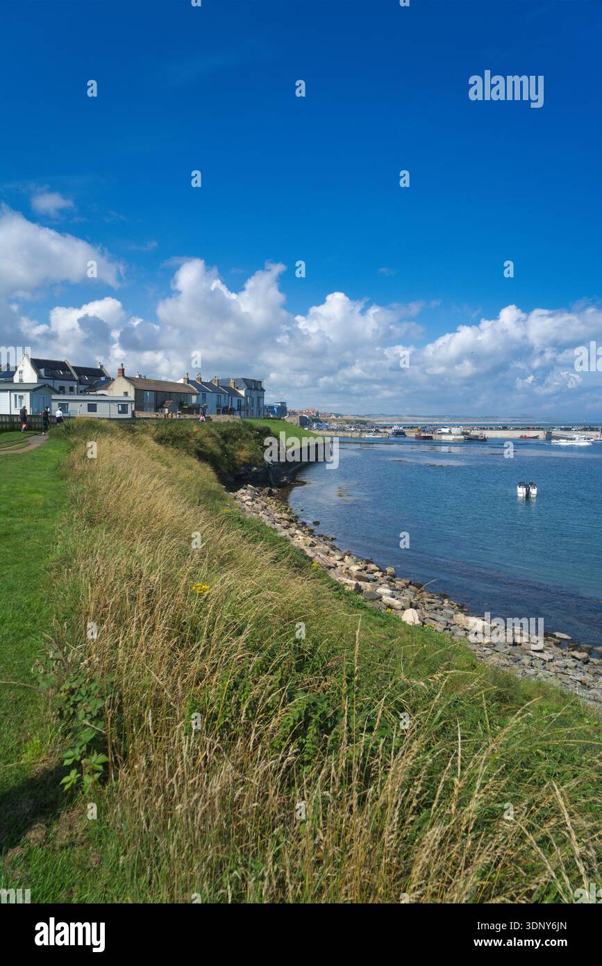 Seahouses Harbour. Blue sky and sunshine. Flowering plants and Coastl ...