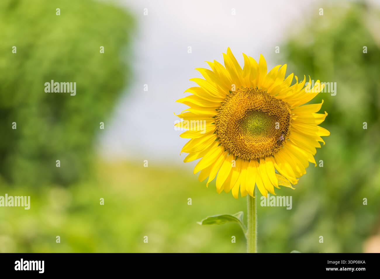 Sunflower in the nature background Stock Photo - Alamy