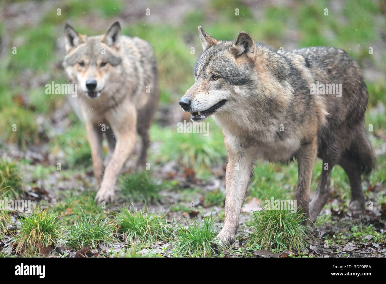 FILED - 12 February 2026, Baden-Württemberg, Cleebronn: Two wolves walk ...