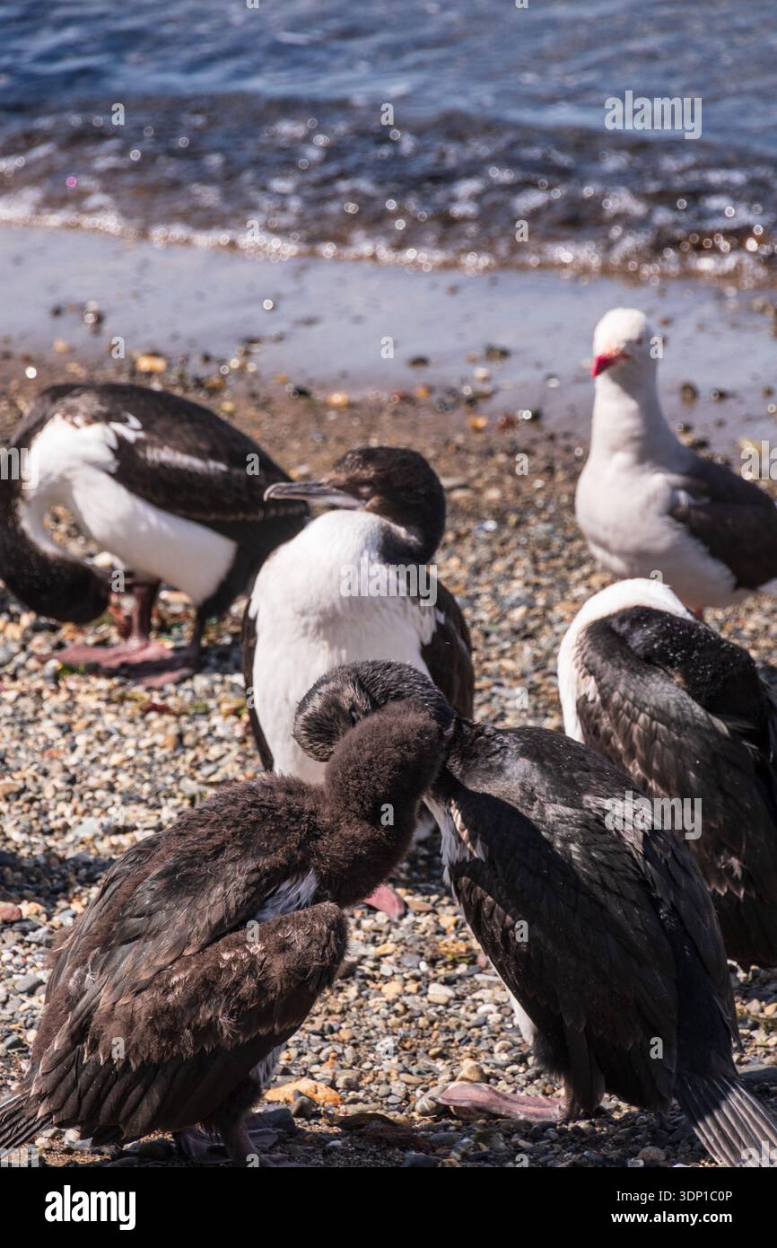 Telephoto of a large group of imperial comorants -Leucocarbo atriceps ...