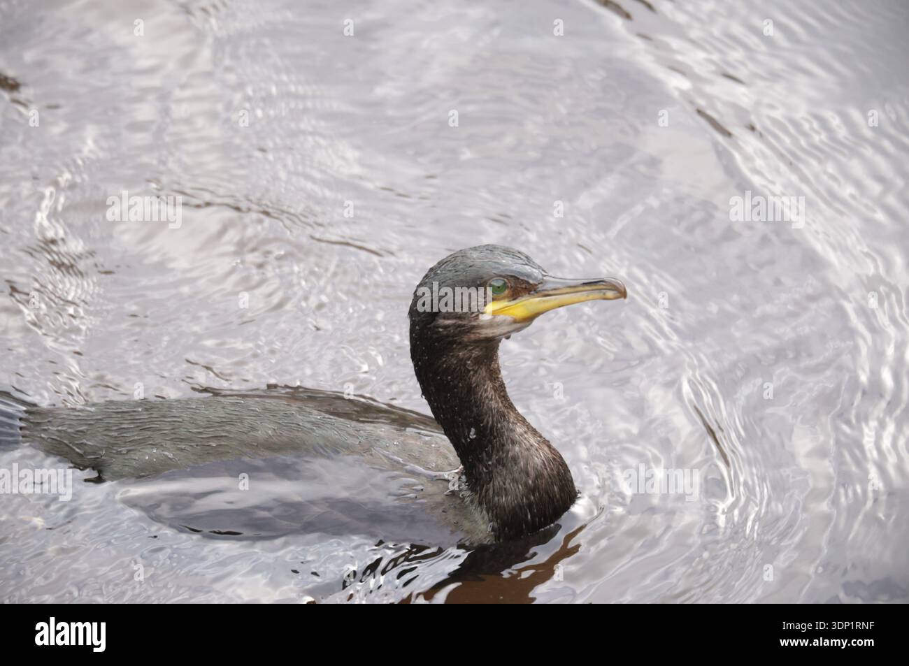 Dublin, Ireland - 11th February 2026: A cormorant seen in the River ...