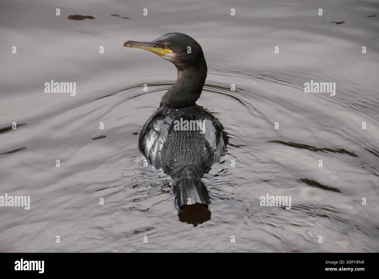 Dublin, Ireland - 11th February 2026: A cormorant seen in the River ...