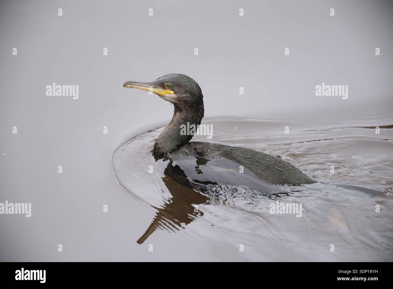 Dublin, Ireland - 11th February 2026: A cormorant seen in the River ...