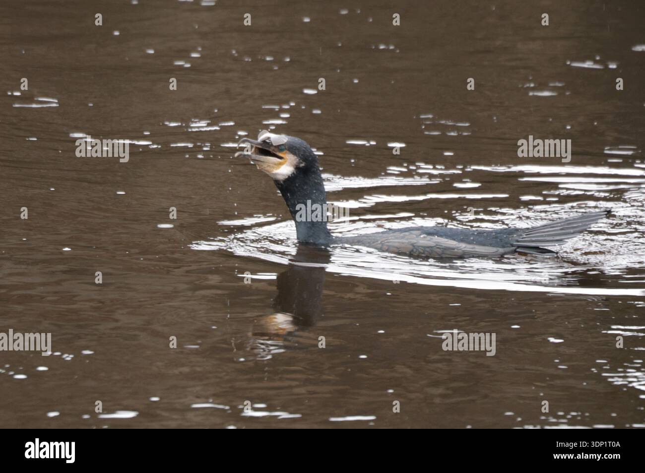 Dublin, Ireland - 11th February 2026: A cormorant seen swallowing a ...