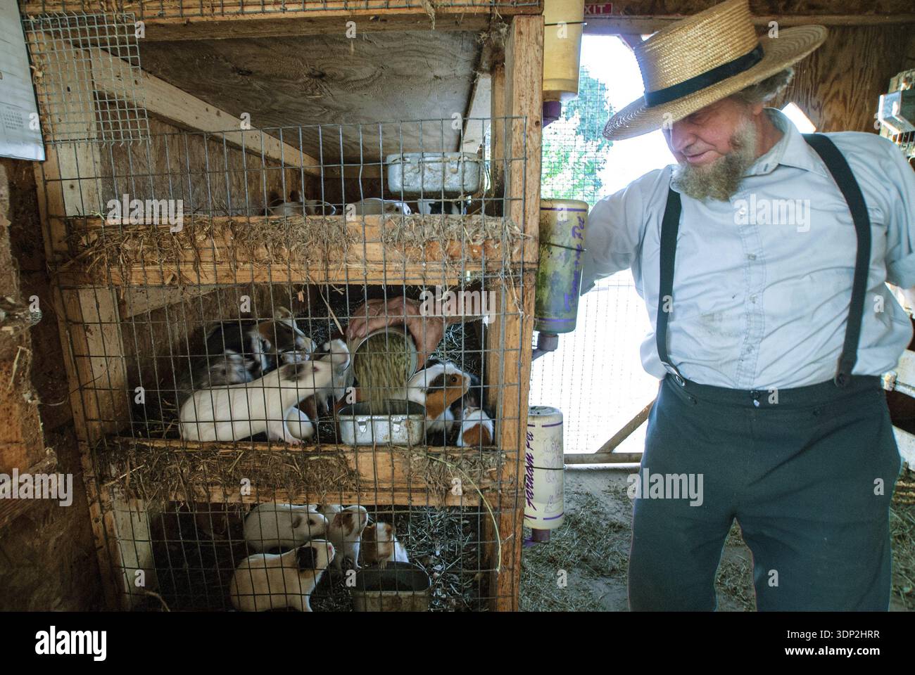 Farm feed amish man hi-res stock photography and images - Alamy