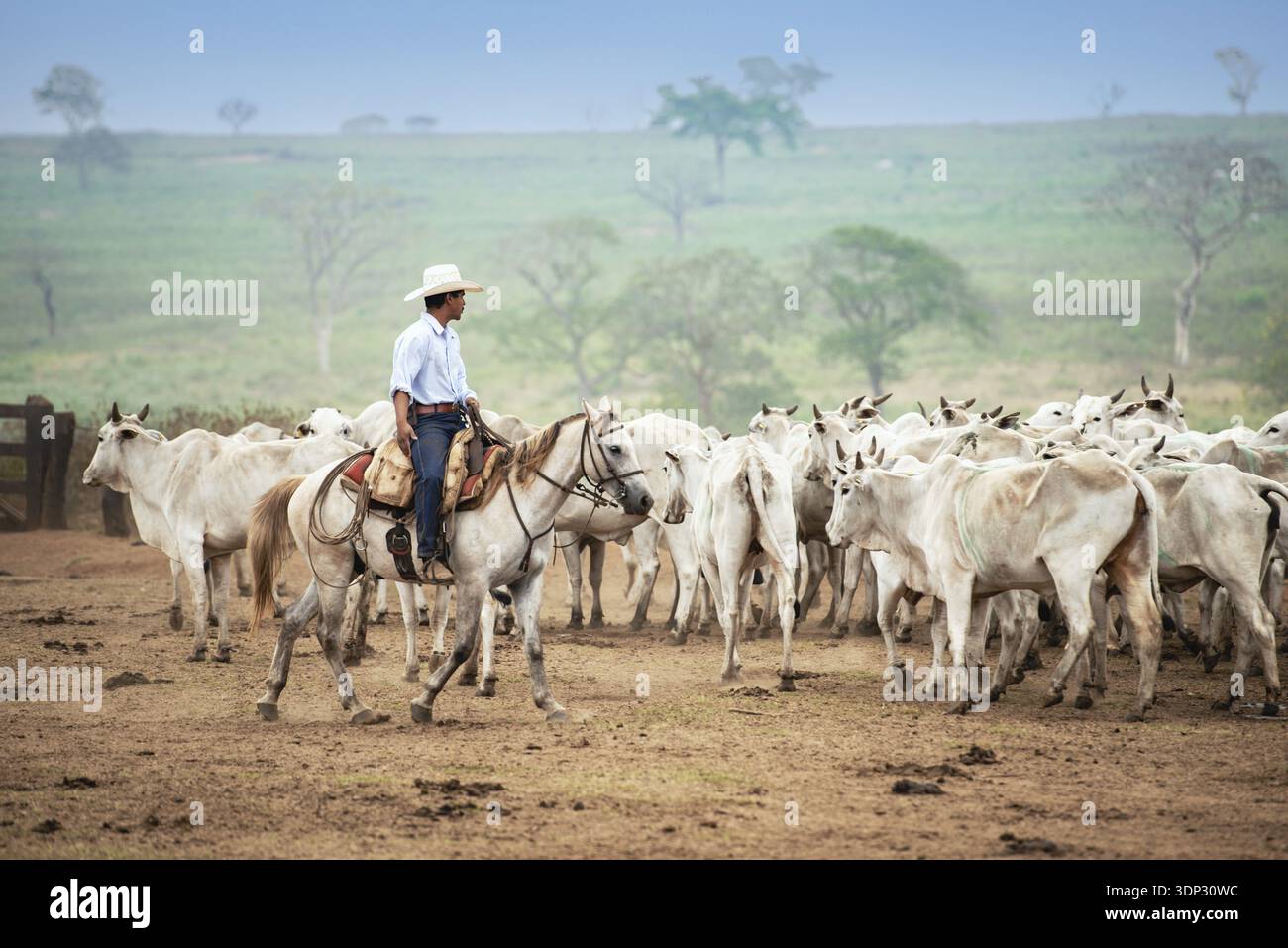 Cowboy, Vaqueiro raising cattle, Fazenda Terras de Kolo, Malanje ...