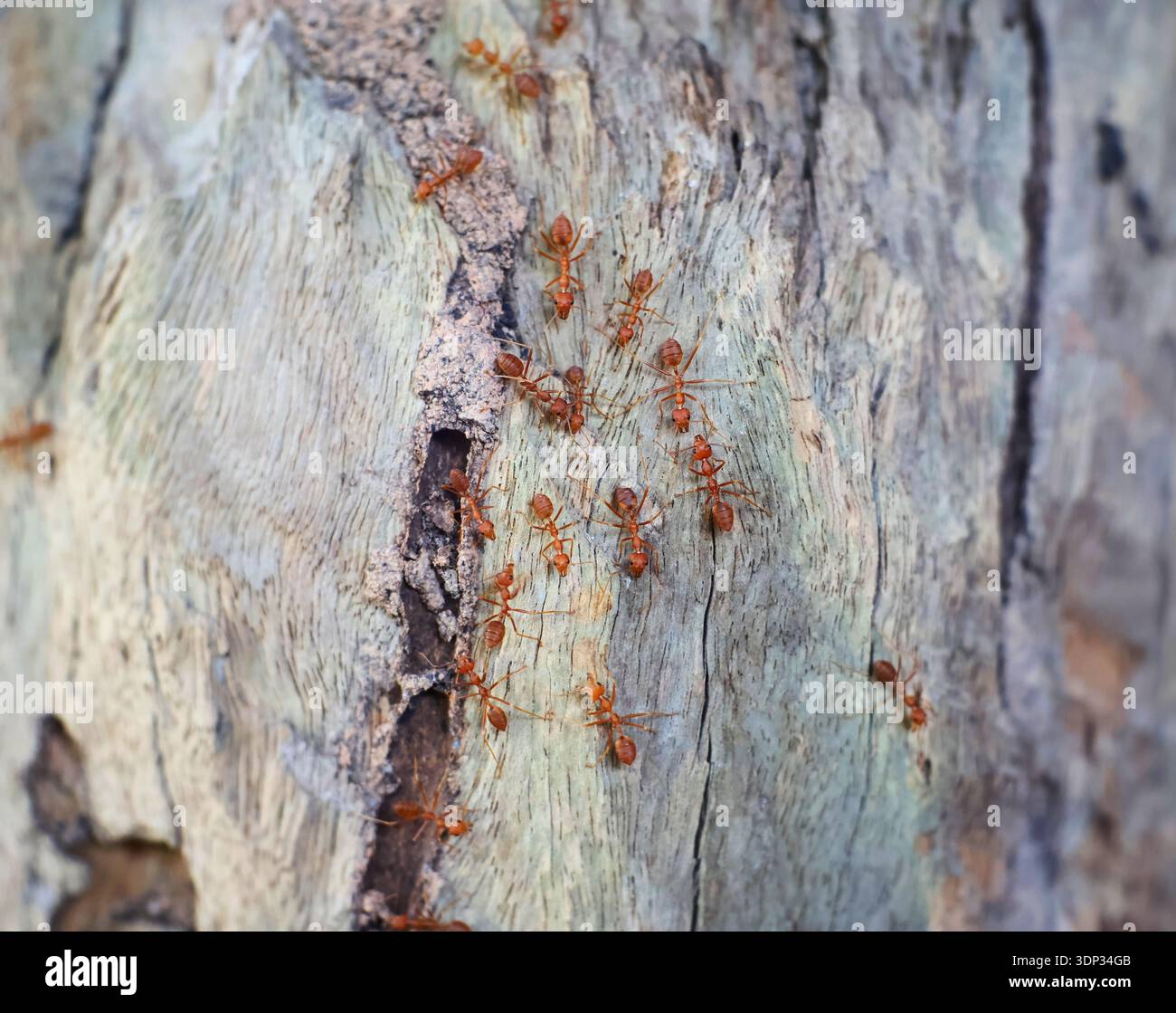 Tiny red ants teamwork hi-res stock photography and images - Alamy