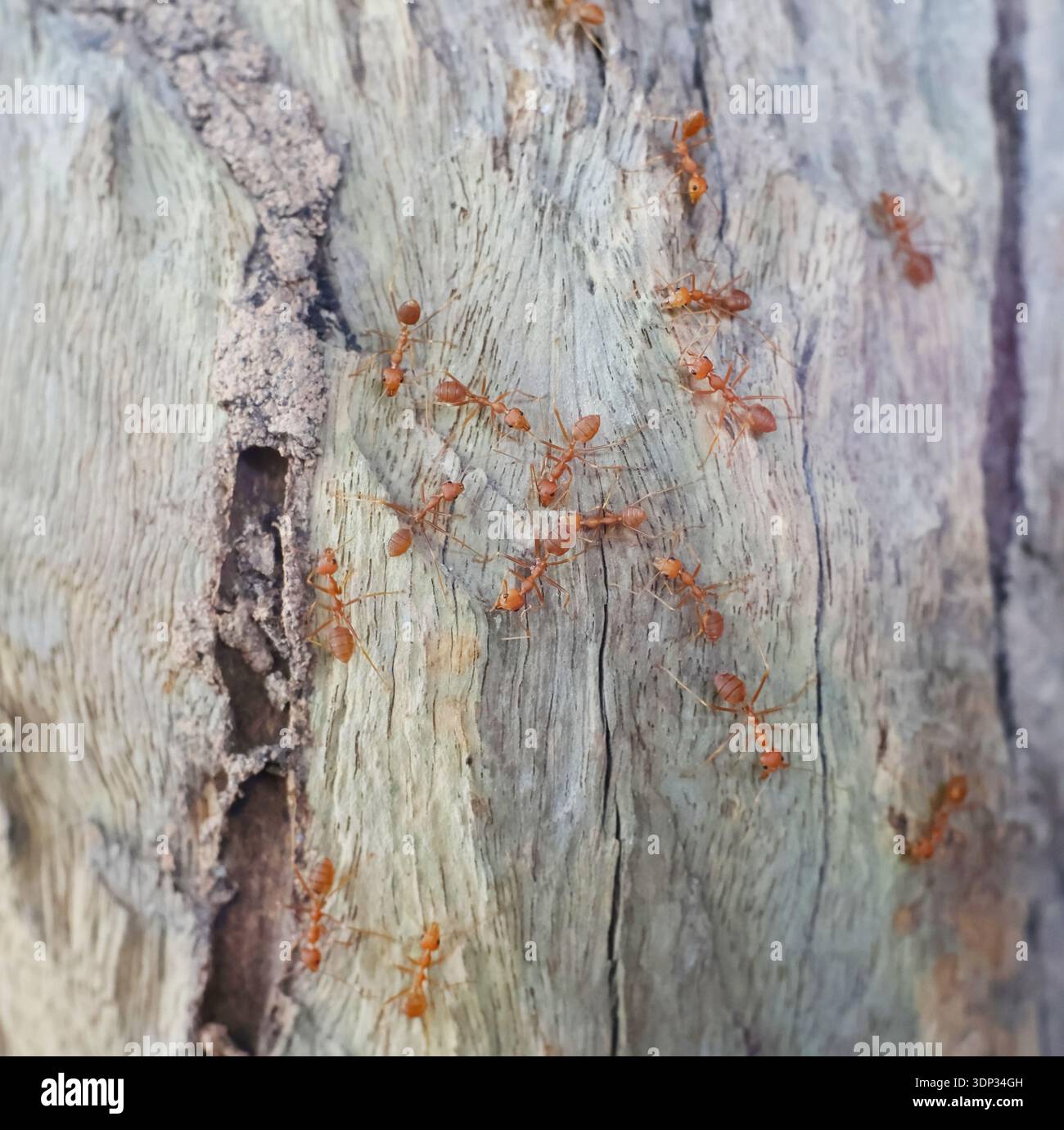 Tiny red ants teamwork hi-res stock photography and images - Alamy