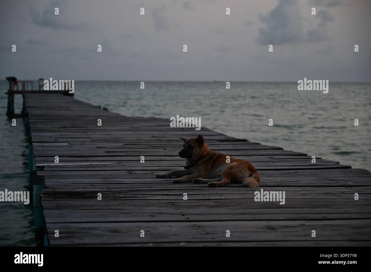A dog resting on a pier at the Sok San beach waterfront on the island ...